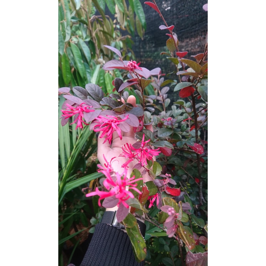 Jual Tanaman Hias Bunga Serut merah | Pitaloka | atau bonsai Merah Hida ...