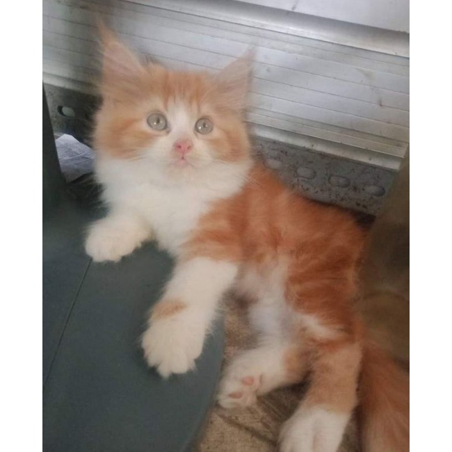 Jual kucing oren putih | Shopee Indonesia