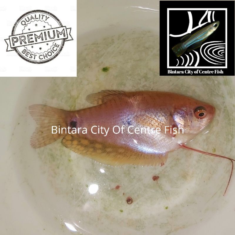 Jual Ikan Sepat Kuning, size 4-5cm (ML/L), min order 25 ekor | Shopee ...