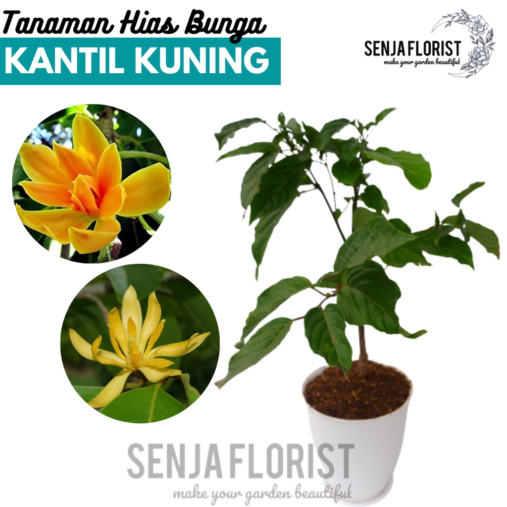 Jual Tanaman Bunga Kantil Kuning - Michelia Alba | Shopee Indonesia