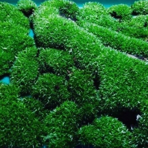Jual Moss Mutiara Moss Spagnum Mos Paludariumterrariumvivarium Nampan Tanaman Aquarium