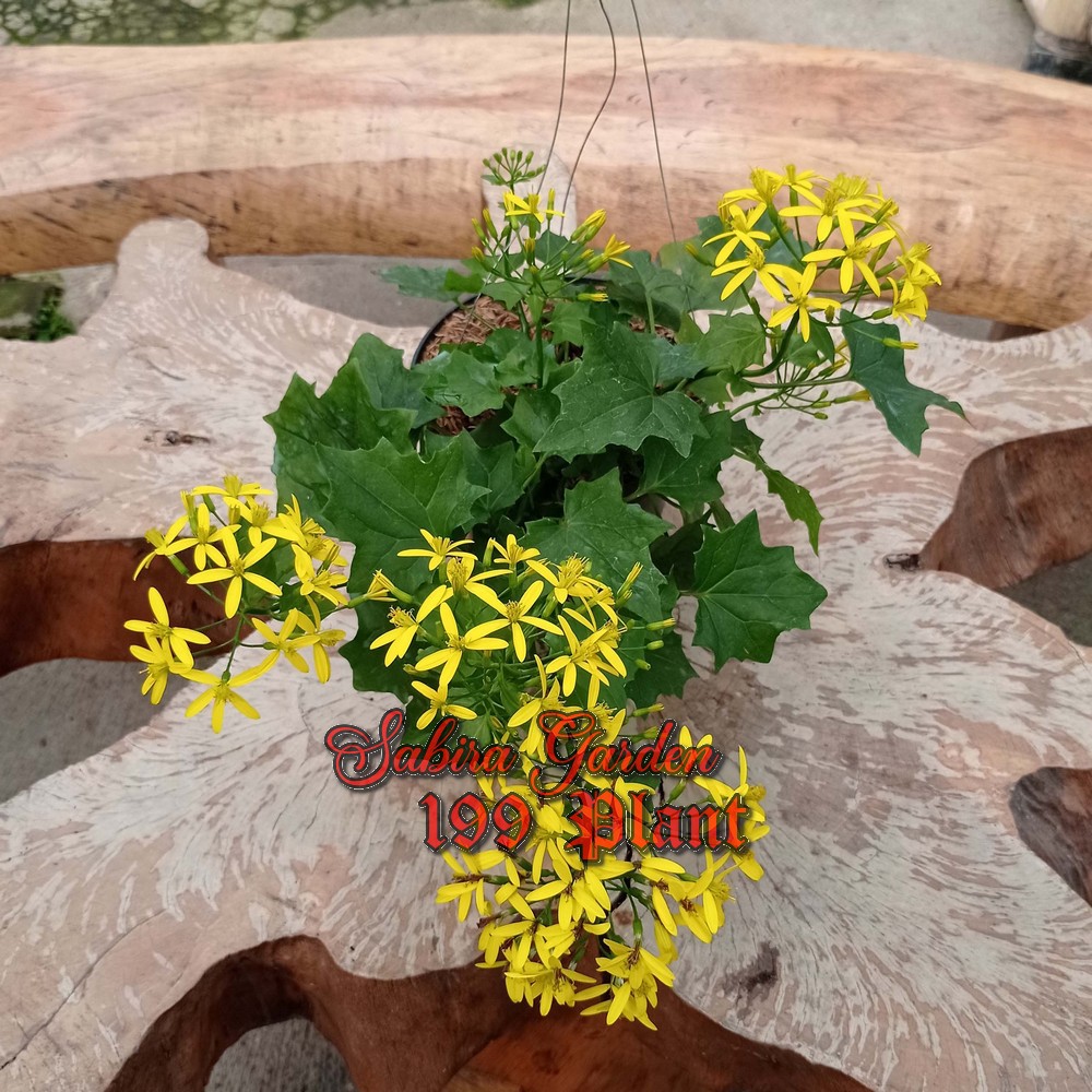 Jual TANAMAN HIAS - MERAMBAT DAN GANTUNG BUNGA KUNING (YELLOW BUTTERFLY ...