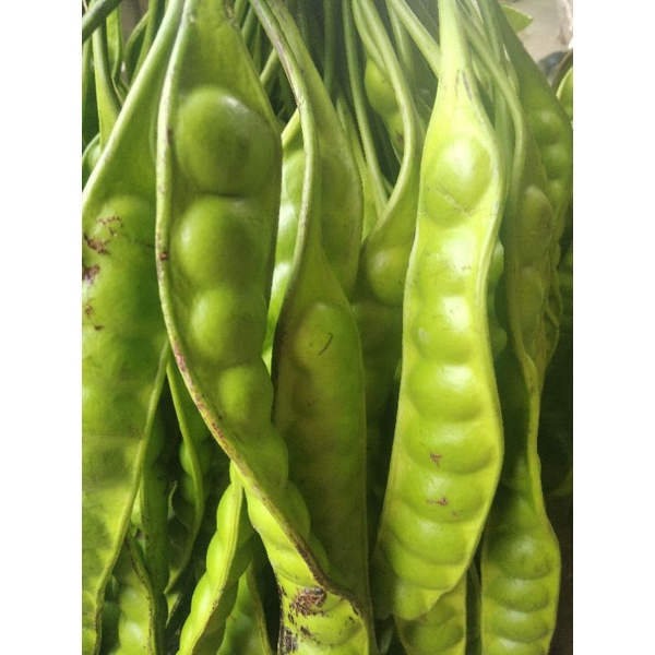 Jual PETE SUPER/PETE SAYUR MURAH | Shopee Indonesia