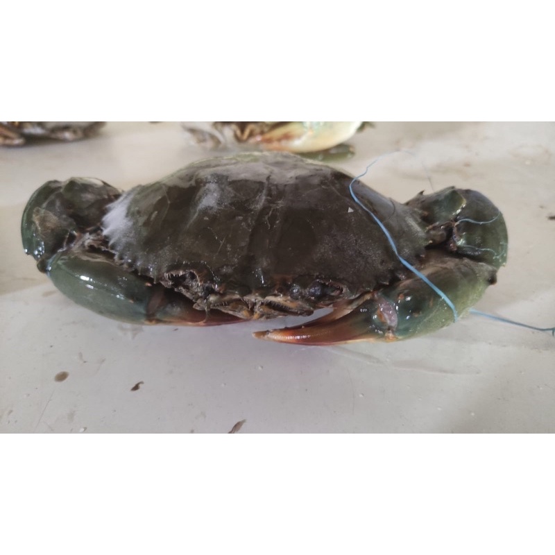 Jual KEPITING BAKAU FRESH FROZEN 1KG | Shopee Indonesia