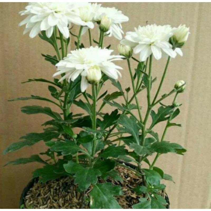 Jual tanaman Krisan aster bunga warna putih isi 4 batang | Shopee Indonesia