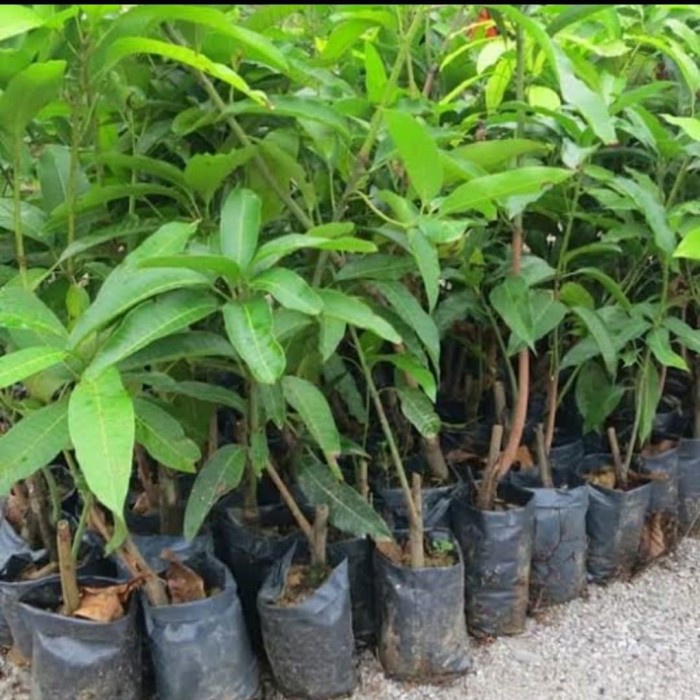 Jual pohon mangga harum manis / bibit pohon buah mangga harum manis ... Jual pohon mangga harum manis / bibit pohon buah mangga harum manis ...
