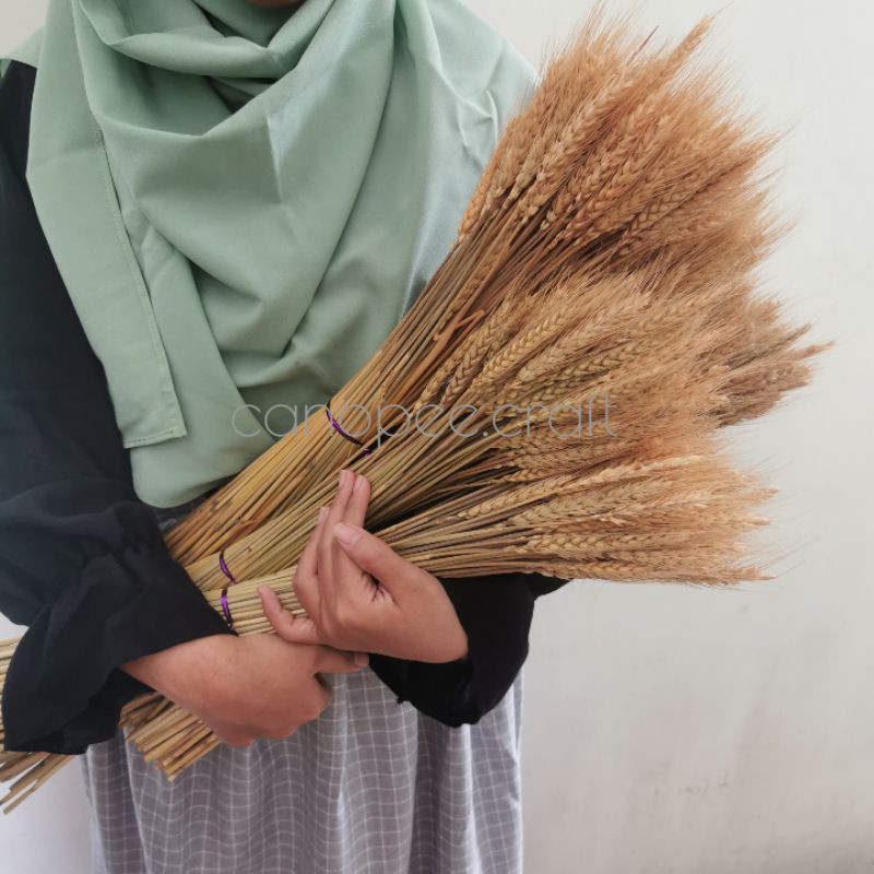 Jual 10 TANGKAI DRIED WHEAT GANDUM KERING NATURAL | Shopee Indonesia