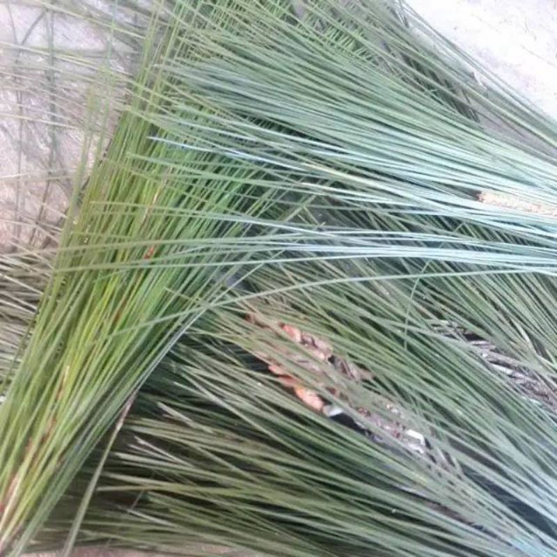 Jual Daun Pinus Segar 1kg Daun Pinus Hutan | Shopee Indonesia