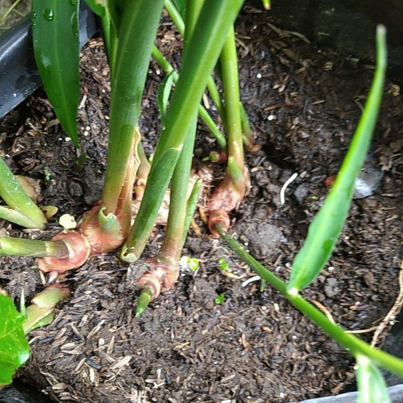 Jual Halia Jahe Merah tanaman Obat minim order 2 pohon @ | Shopee Indonesia