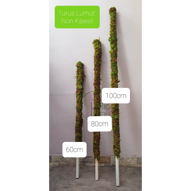 Jual Turus Lumut Pipa Non Kawat / Media Tanam Lumut Penyangga Tanaman ...