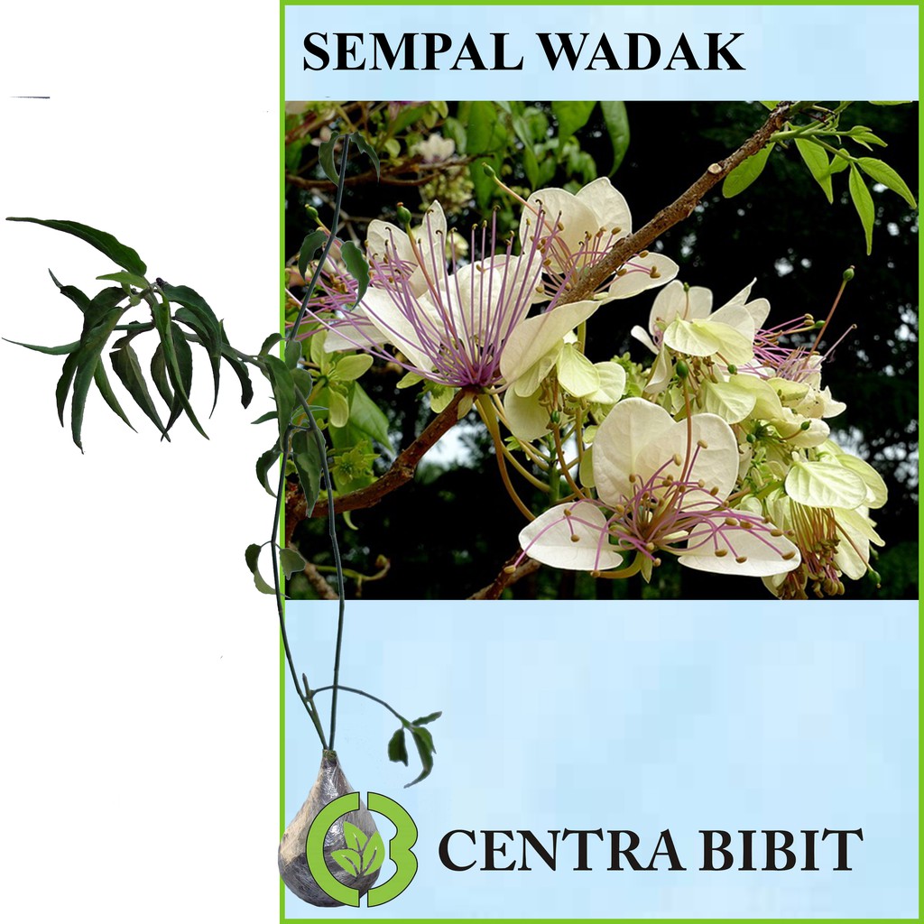 Jual Tanaman Herbal Sempal Wadak | Shopee Indonesia