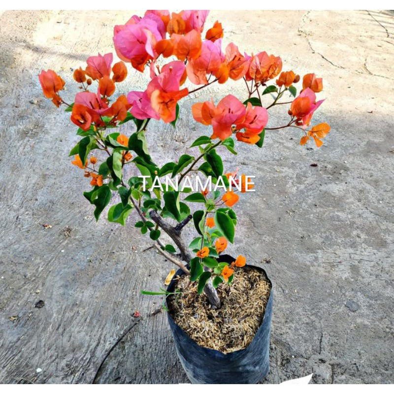 Jual Tanaman Hias Bougenville Sudah Berbunga Cantik Usia Dewasa Pilihan