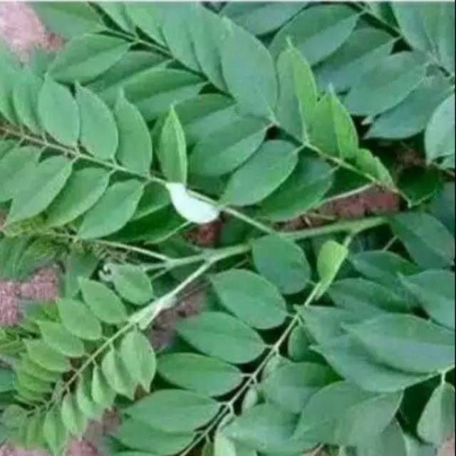 Jual Daun gamal /daun cembreng segar 500 gr | Shopee Indonesia