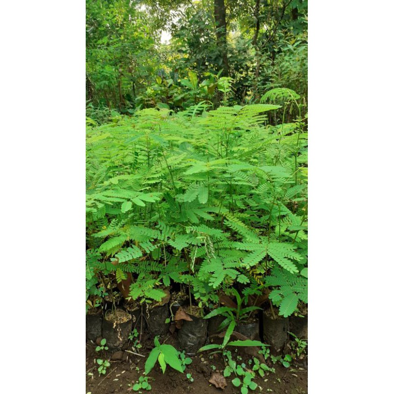 Jual Bibit Pohon Sengon - Tanaman Kayu Sengon - Albasia - Jeungjing ...