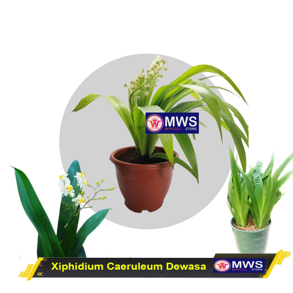 Jual Xiphidium Caeruleum Anggrek cantik tanaman hias mws | Shopee Indonesia