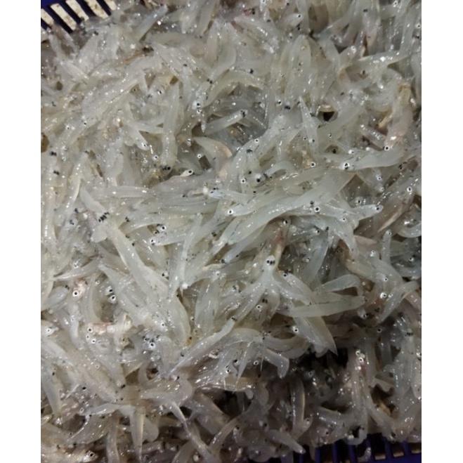 Jual Ikan Teri Medan / Teri Basah Hasil Laut Segar Fresh Frozen 1Kg ...