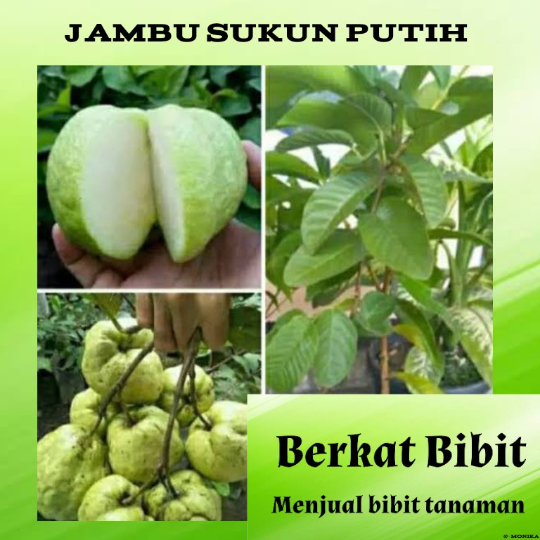 Jual Tanaman jambu Biji Sukun Putih | Shopee Indonesia