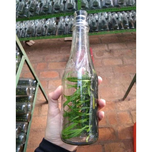 Jual Anggrek botolan | Shopee Indonesia