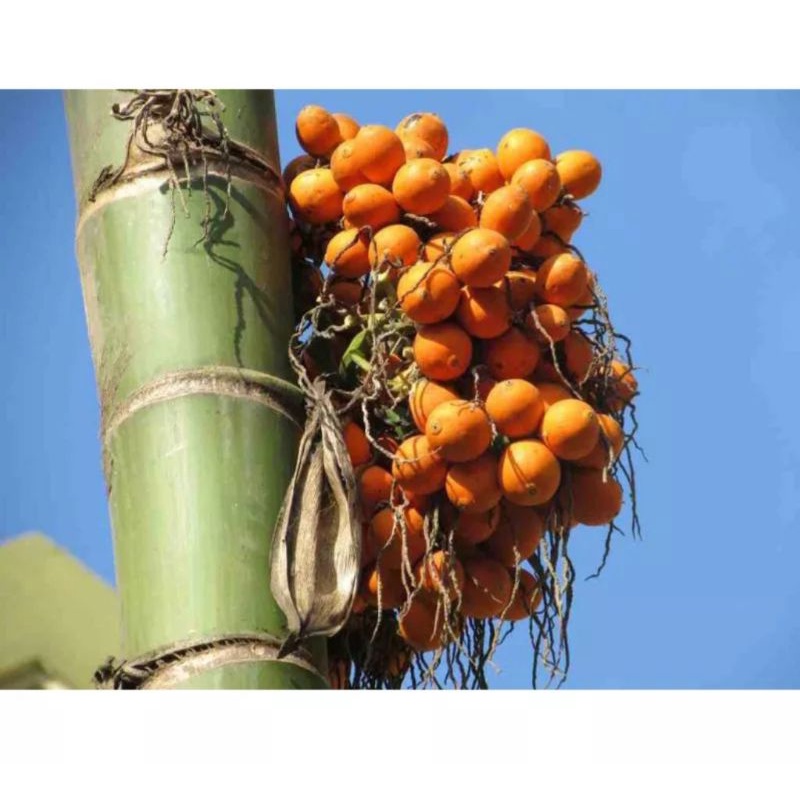 Jual BUAH JAMBE TUA ORIGINAL | BUAH PINANG TUA KUNING UTUH | Shopee ...