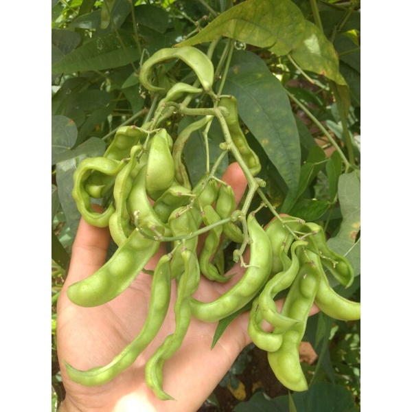 Jual Sayuran segar, kacang koro,kacang roay,kacang kara 500g | Shopee ...