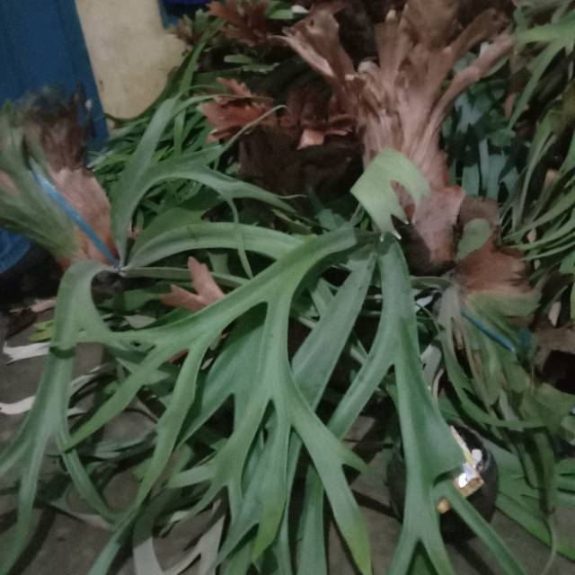 Jual TANAMAN SIMBAR MENJANGAN Paku tanduk media tempel | Shopee Indonesia