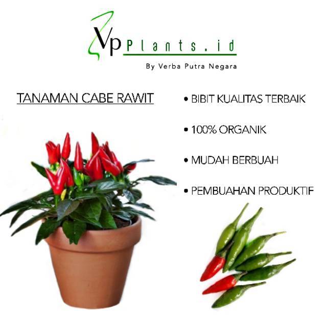 Jual TANAMAN CABAI RAWIT SETAN SUPER PEDAS HIDUP BIBIT CABE RAWIT PROMO ...
