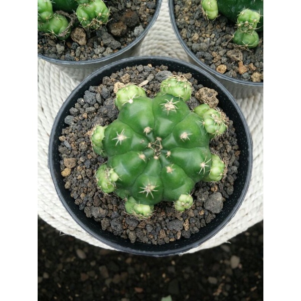 Jual cactus / kaktus / sekulen / sculent Gymno Damsi | Shopee Indonesia