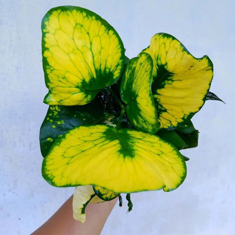Jual Tanaman Puring apel kuning - tanaman hias - tanaman puring ...