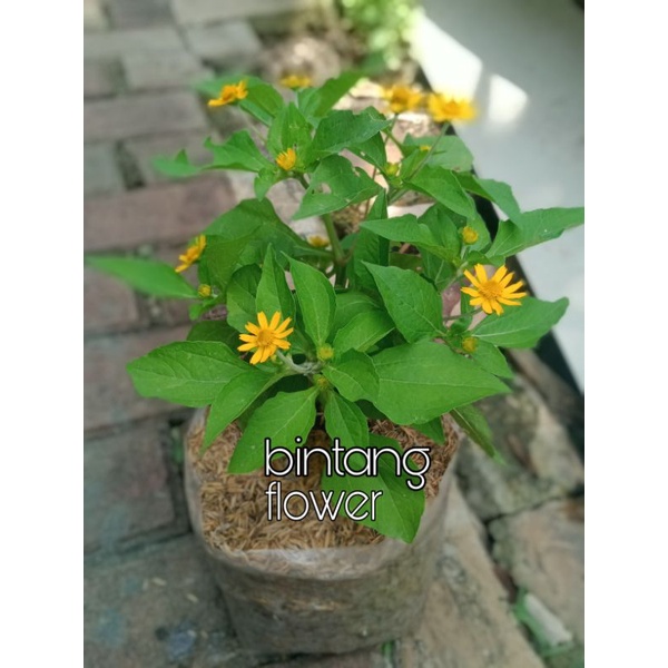 Jual tanaman bunga Colgate - bunga matahari mini | Shopee Indonesia