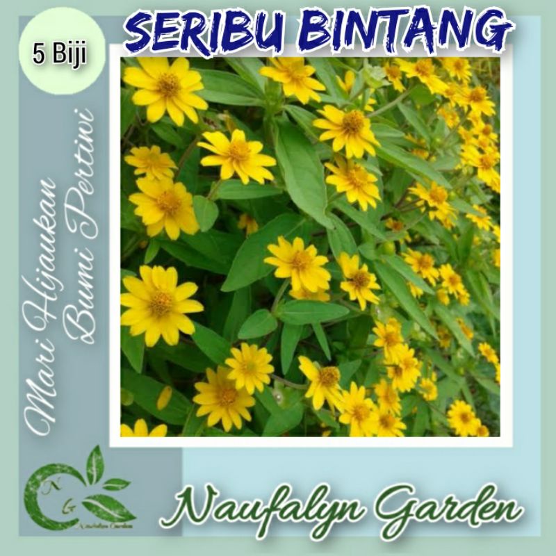 Jual 5 Benih Bunga Seribu Bintang Biji Benih Bibit Bunga Hias Taman ...