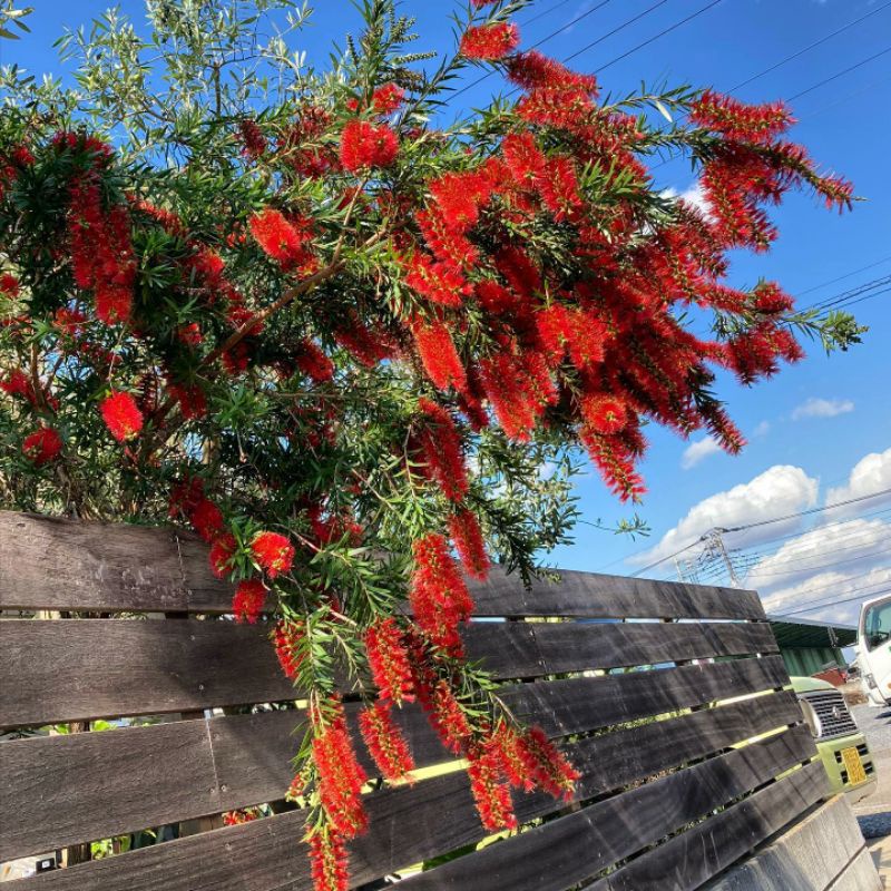Jual Tanaman hias sikat botol uk 50 cm up / sikat botol besar / Bunga ...