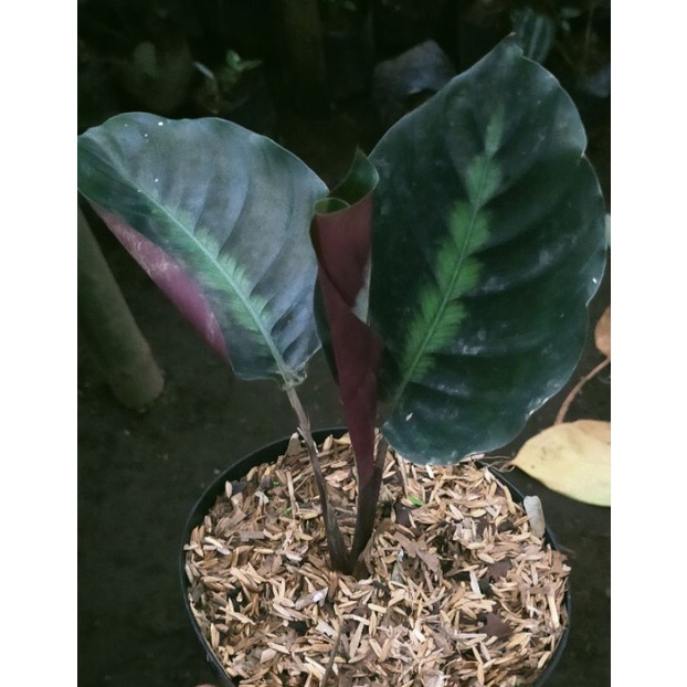 Jual calathea lindeni | Shopee Indonesia