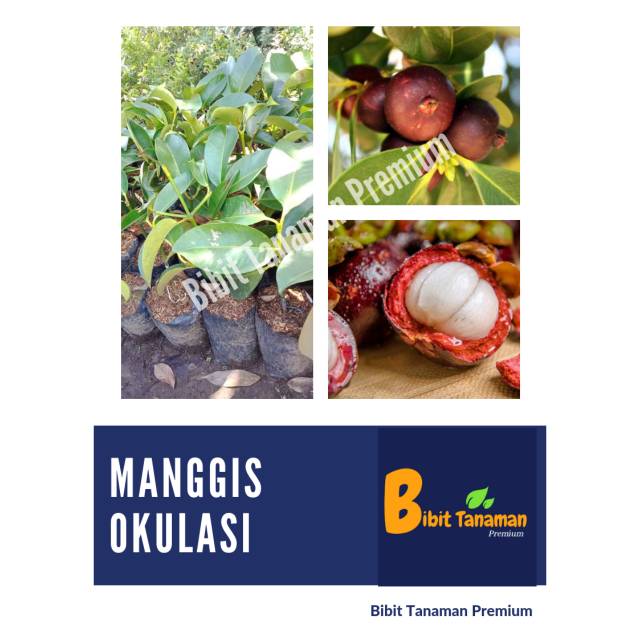 Jual BIBIT MANGGIS OKULASI (BIBIT TANAMAN PREMIUM) | Shopee Indonesia
