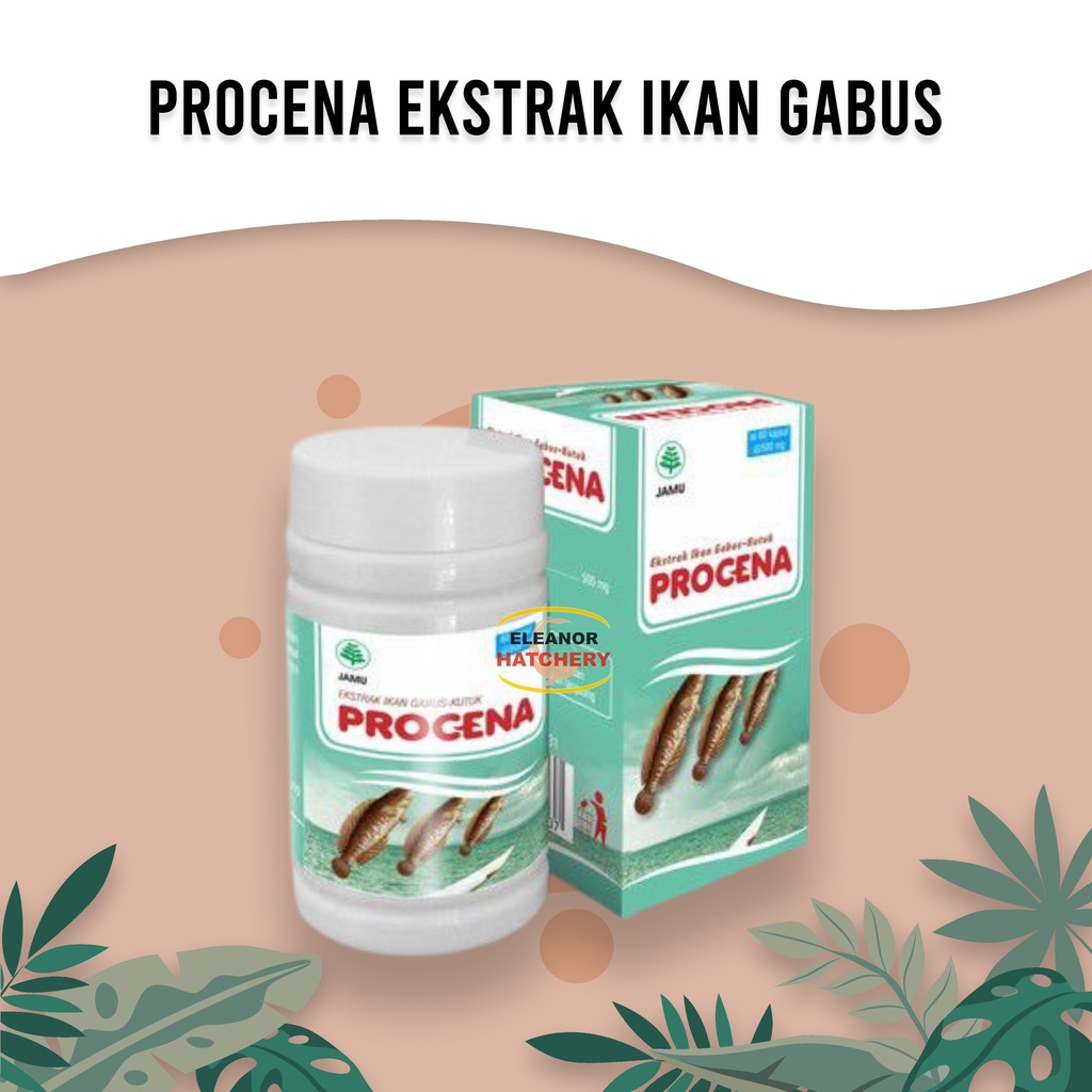 Jual Procena Ekstrak Ikan Gabus - Albumin | Shopee Indonesia