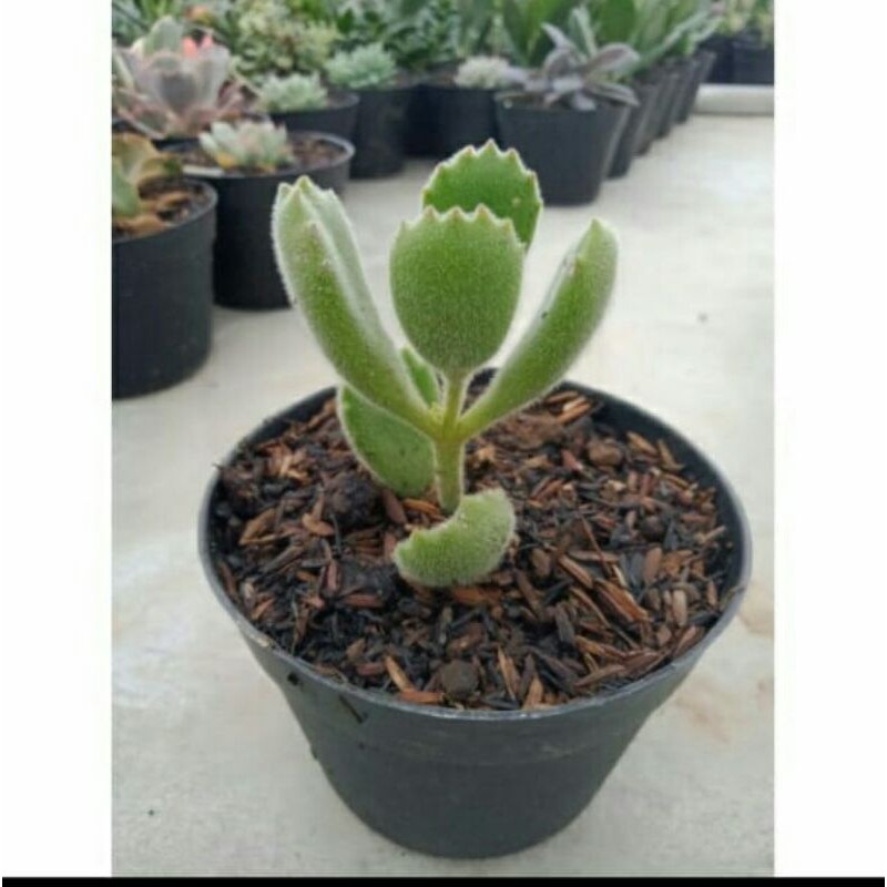 Jual sekulen bear paw(kaki panda) | Shopee Indonesia