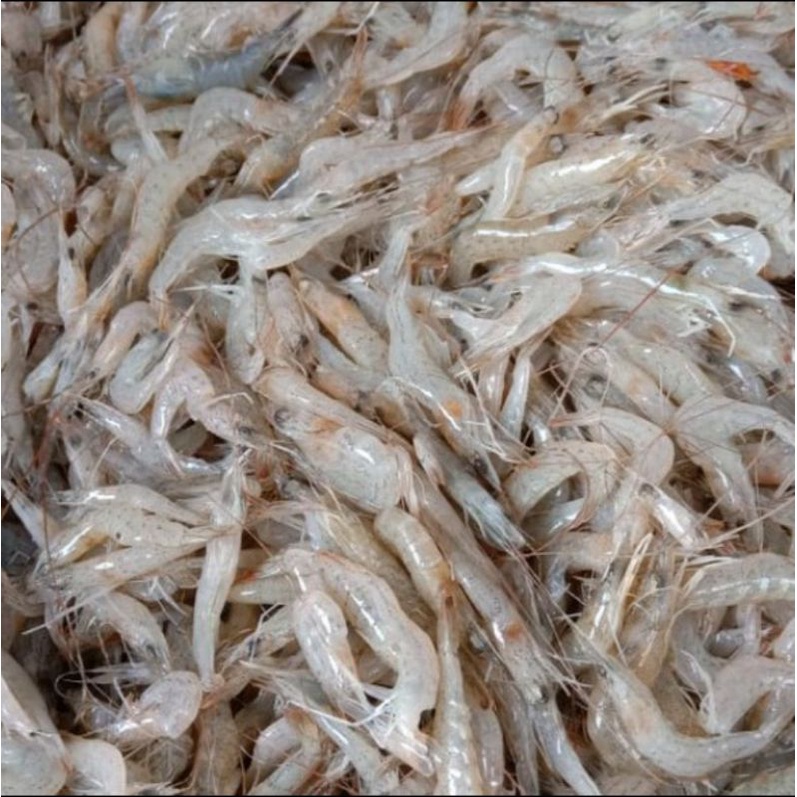 Jual udang rebon segar 250 gram udang peci rebon 250 gr | Shopee Indonesia