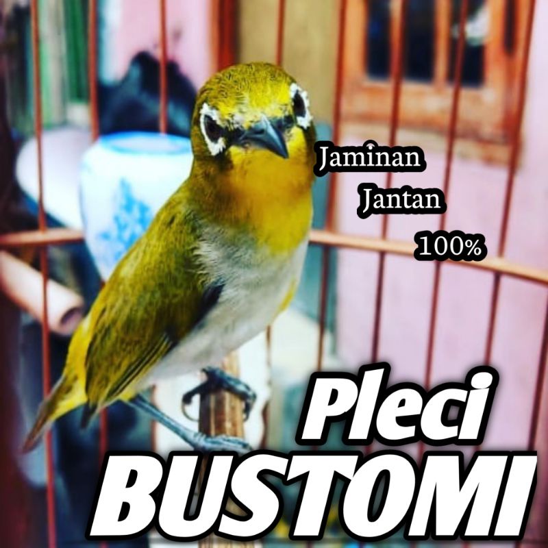 Jual Burung Pleci Bustomi Jantan Bunyi Bahan Ngriwik Bukan Pleci ...