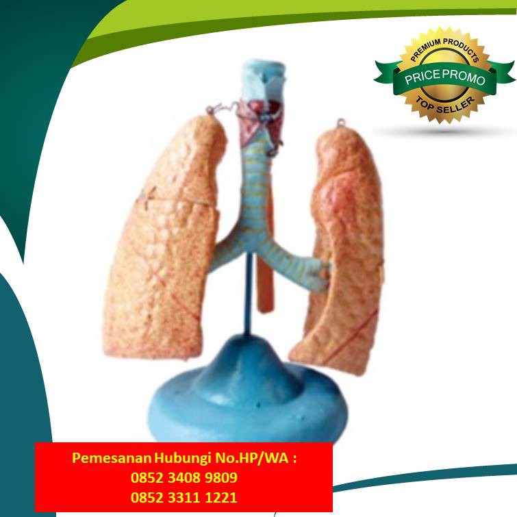 Jual AWET!! Toko Boneka Phantom Manekin Alat Peraga Kedokteran Sukolilo ...