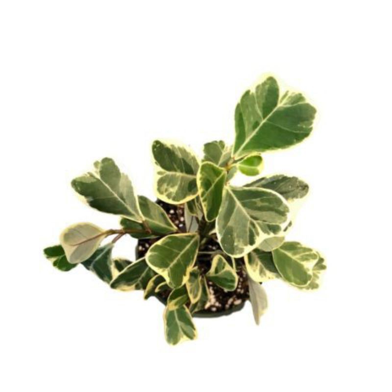 Jual ficus triangularis variegata | Shopee Indonesia