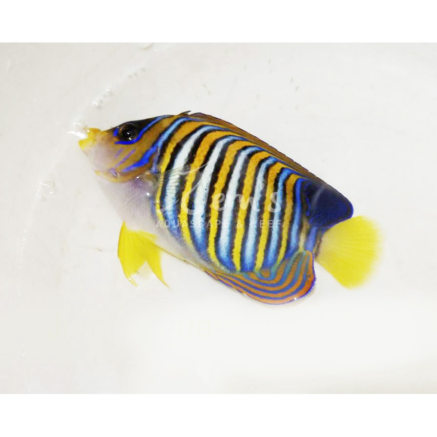 Jual Ikan Air Laut Angel Doreng (Regal Angelfish) | Shopee Indonesia
