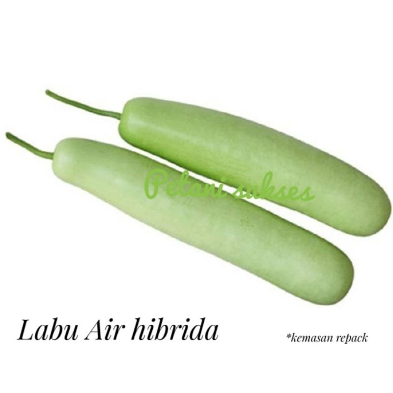 Jual (REPACK 3 butir) Bibit Benih sayuran buah LABU AIR HIBRIDA F1 ...