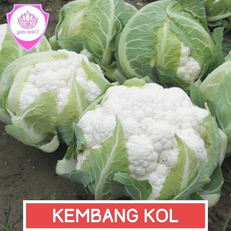 Jual CAULIFLOWER [isi-4] Benih Kembang Kol F1 - Biji Bibit Sayur ...