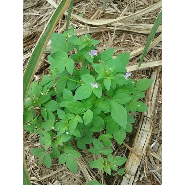 Jual Daun Maman Lanang Segar 1 Kg / Maman Ungu / Maman Lelaki / Daun ...