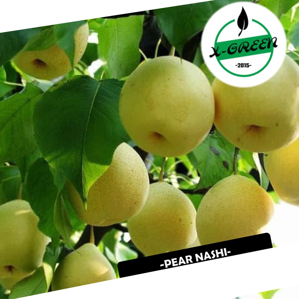 Jual Pohon Pear Nashi - (X-Green) | Shopee Indonesia