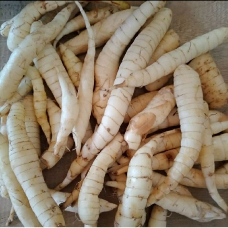 Jual umbi sagu atou umbi garut 500g | Shopee Indonesia