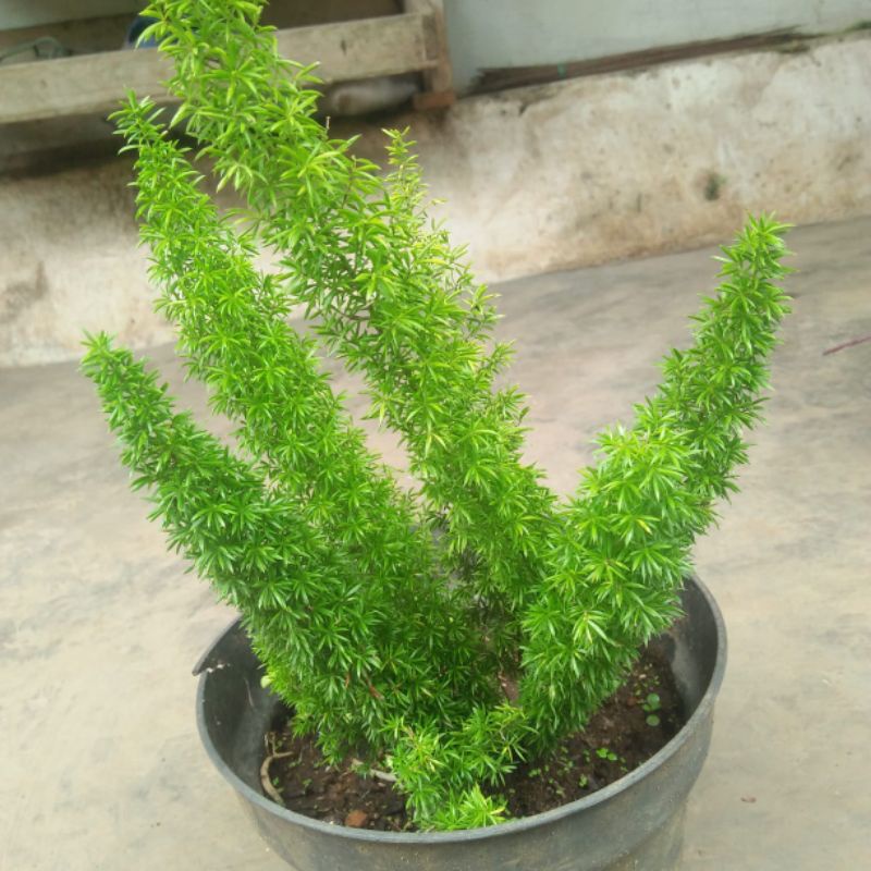 Jual perlu | Shopee Indonesia