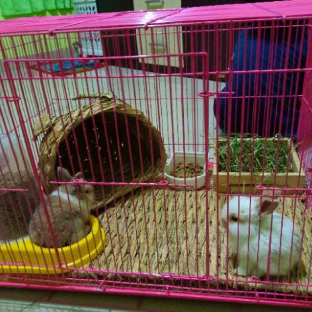 Jual Kandang Hewan Lipat (Second) kucing, kelinci, marmut Hanya Dipakai ...