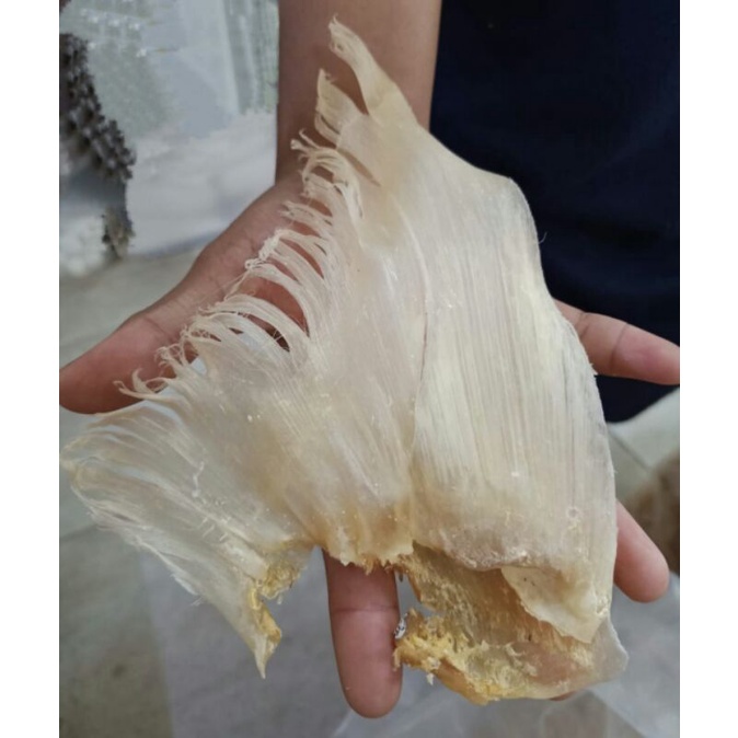 Jual Hechi / Sirip Ikan Hiu Kering / Sirip Hiu / Hisit / He Chi / Huchi ...