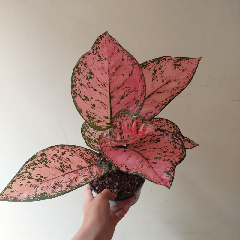 Jual Aglaonema Ruby Super Pink | Shopee Indonesia