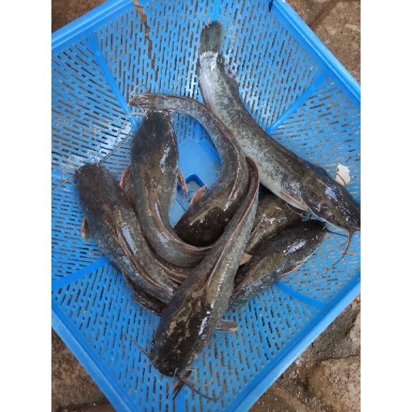 Jual Lele Konsumsi 1 KG isi 6-7 ekor Kota Kupang | Shopee Indonesia